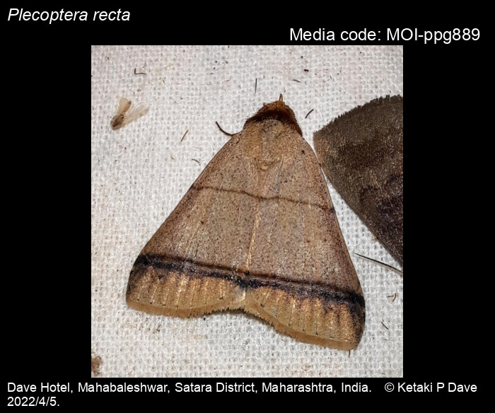 Plecoptera recta (Pagenstecher, 1886) - | Moths